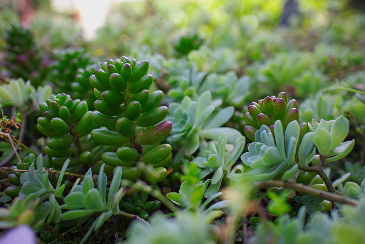 Cultiver des plantes exotiques dans votre jardin